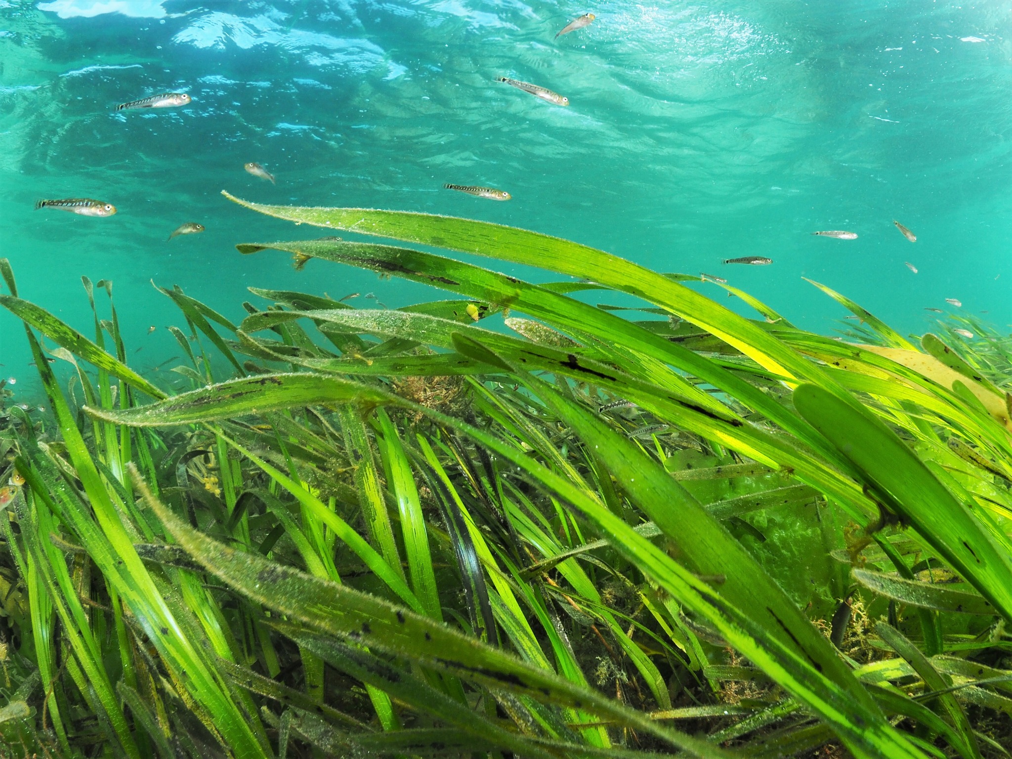 UK's largest ever seagrass project targets the Solent and Plymouth waters