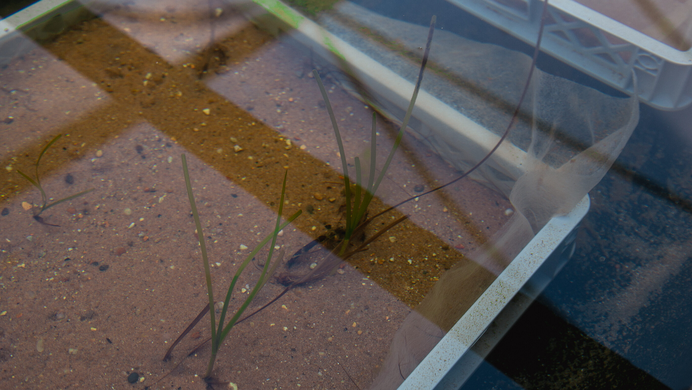 UK charity launches its largest seagrass restoration project