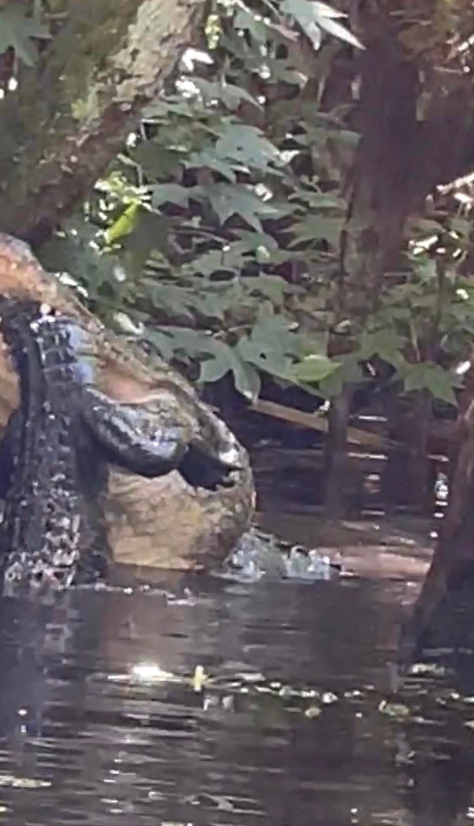 VIDEO: Stand-up paddleboarder watches in horror as alligator attacks ...