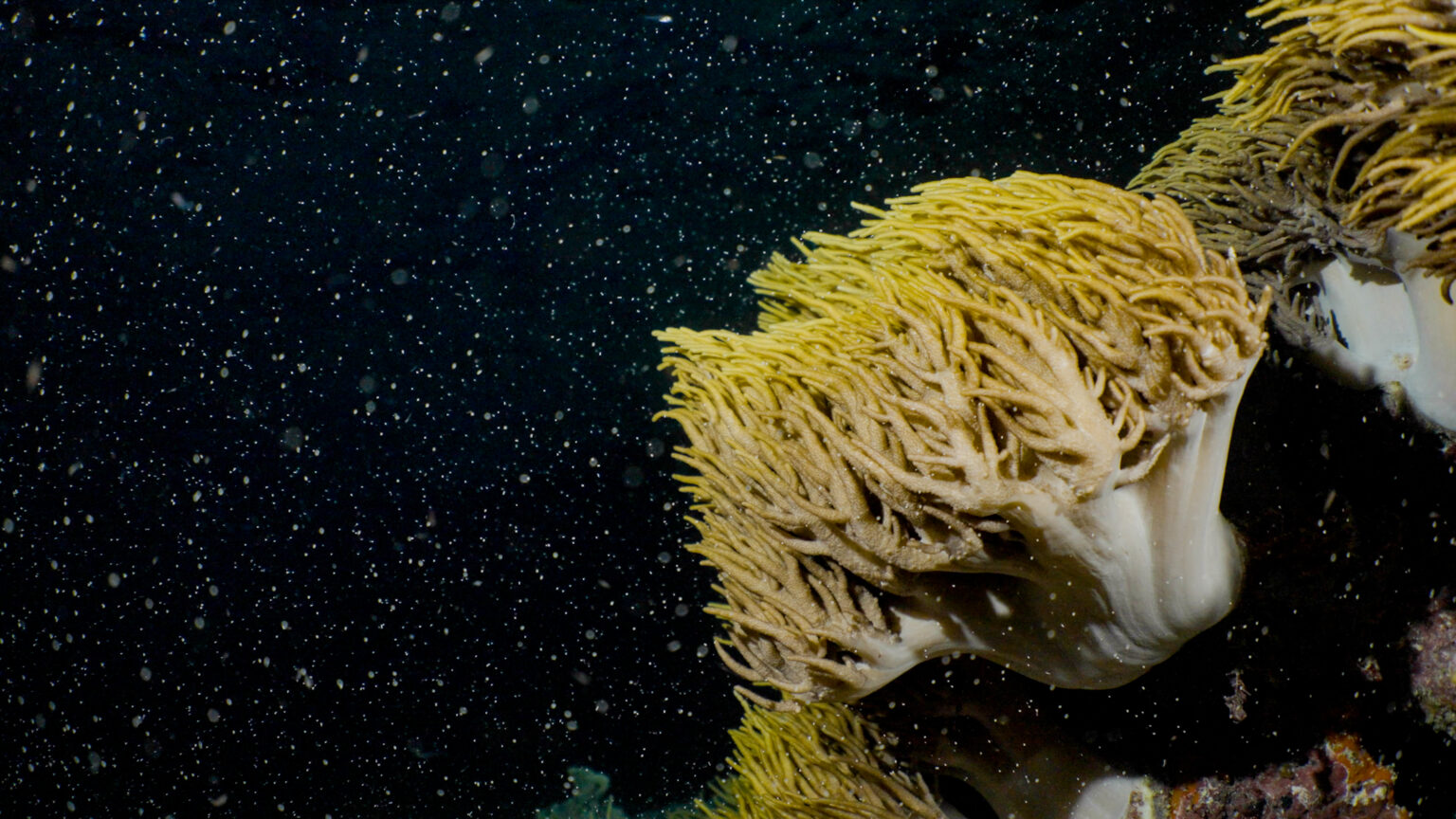 Great Barrier Reef spawns next generation of corals - Marine Industry News