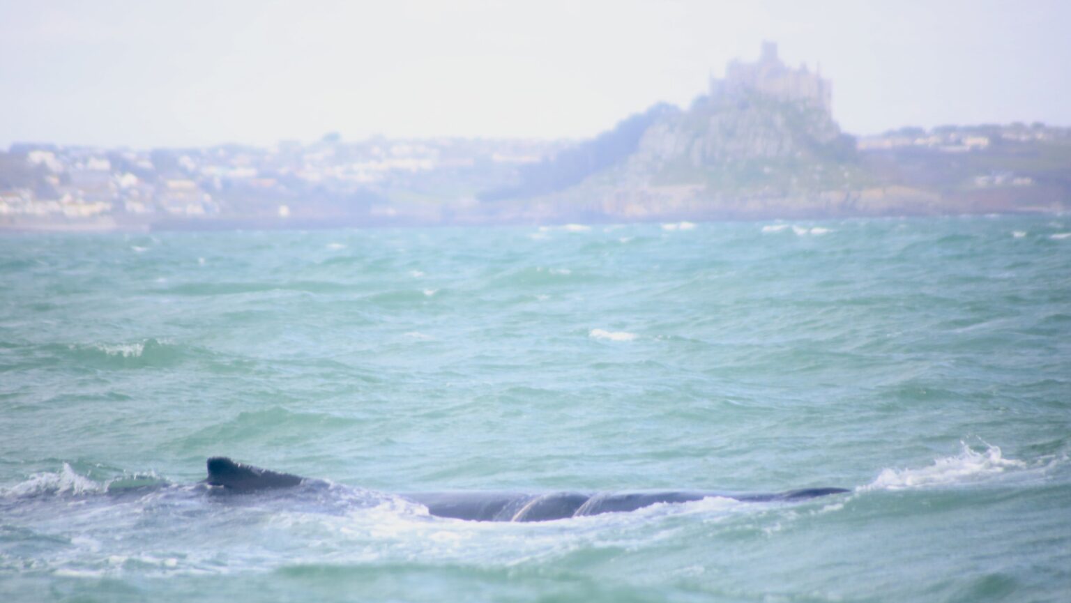 Humpback whale rescued from fishing ropes off Cornish coast