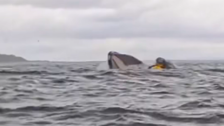 Whale swallows man - and spits him out again - watch footage