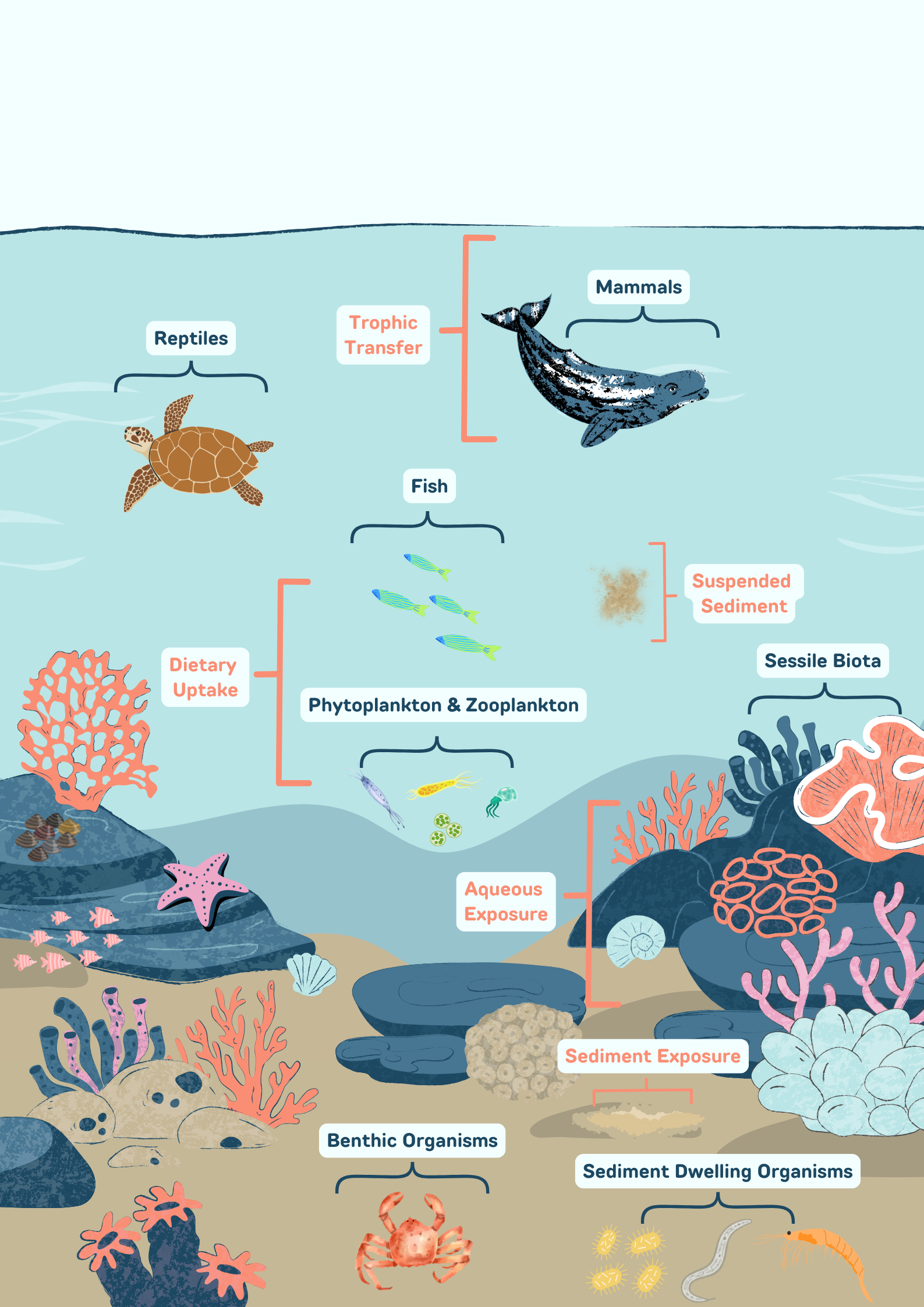Sunscreen pollution: new study on impact on marine ecosystems