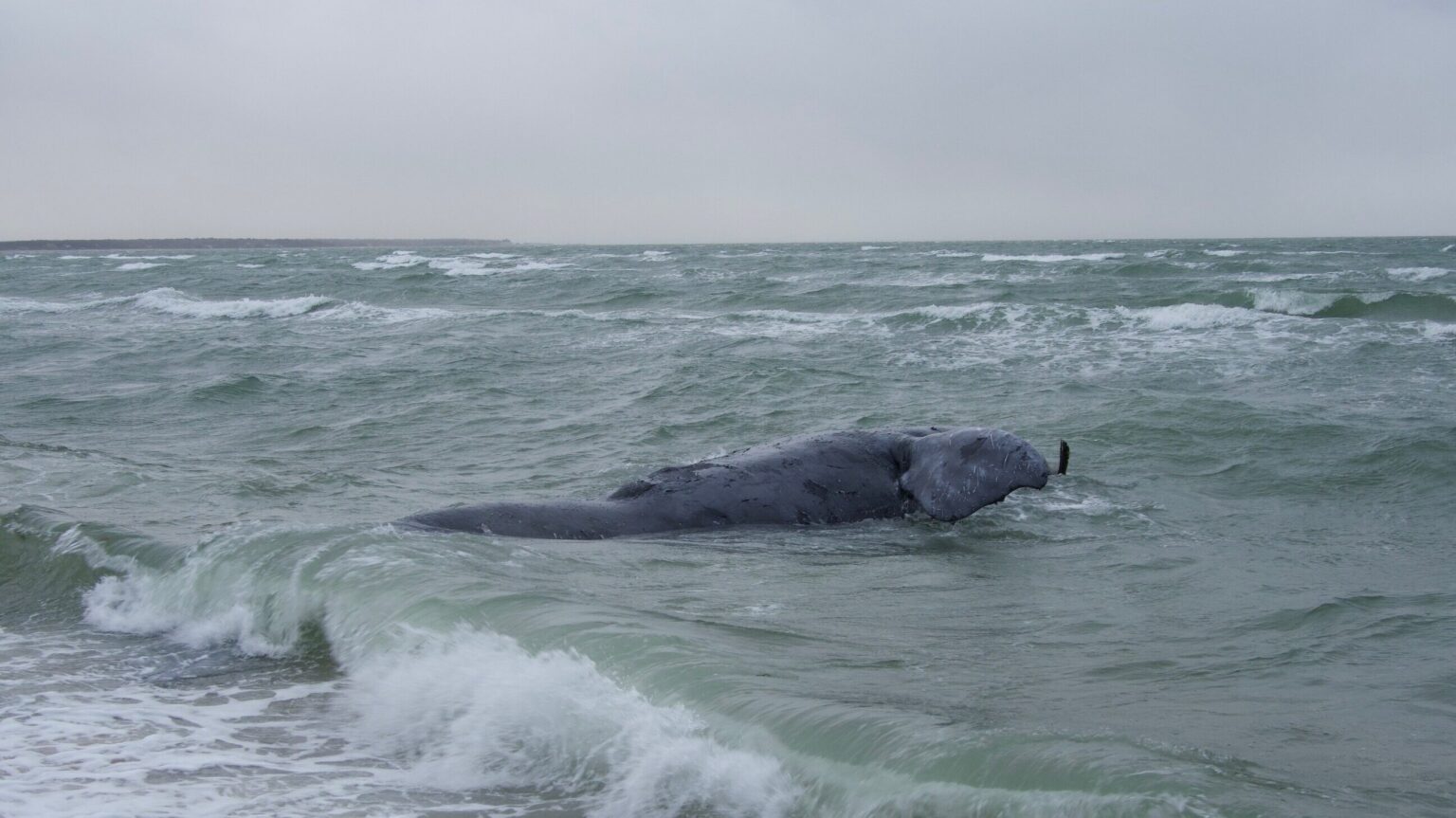NOAA invites comments on proposed changes to whale vessel speed rules
